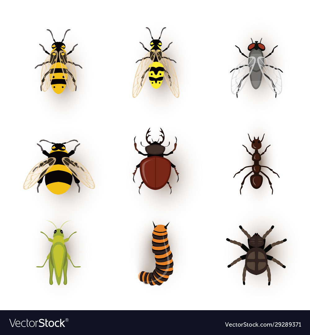 Various insects flat set Royalty Free Vector Image