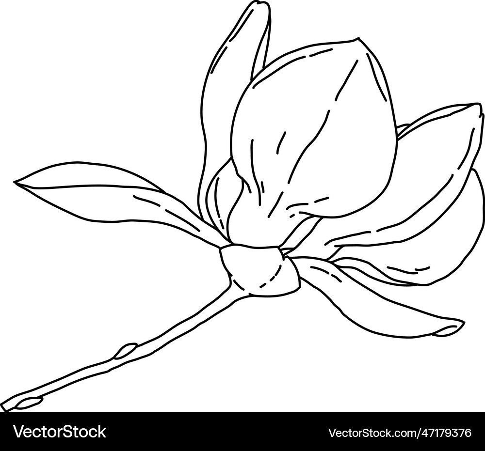 Magnolia flower blooming outline hand drawn Vector Image