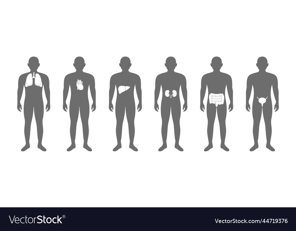 Male Body With Internal Organs Lungs Heart Vector Image