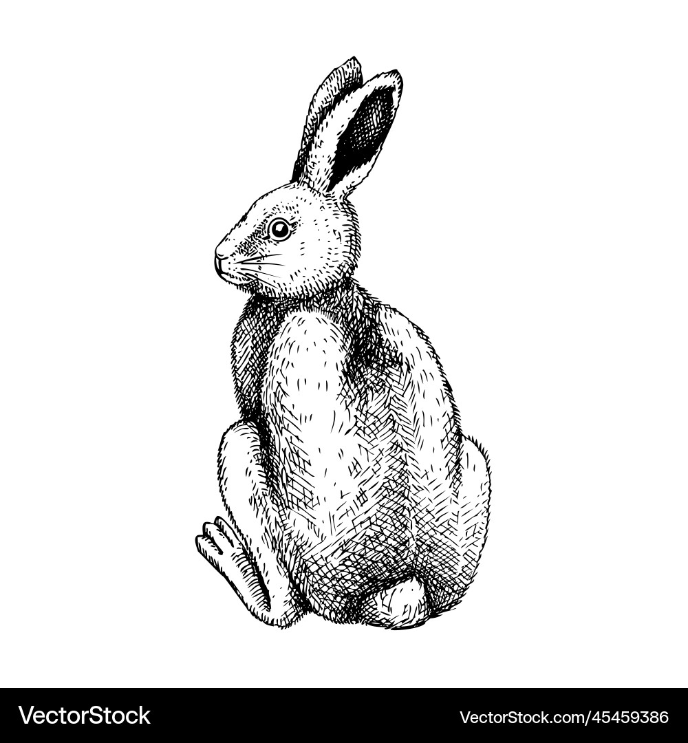 Cute bunny sitting drawing hand drawn rabbit isola