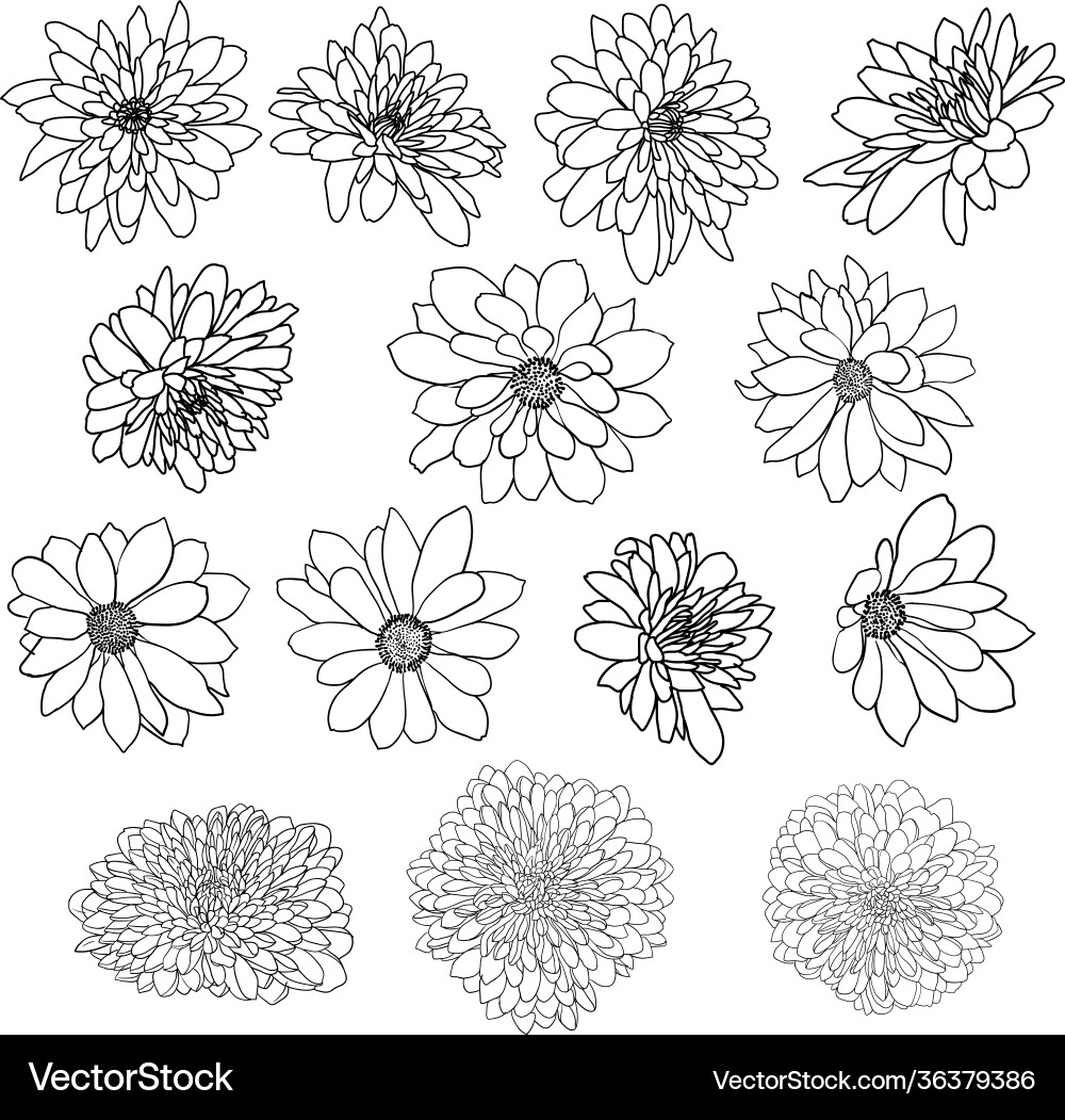 Set beautiful sketch flower on white background Vector Image