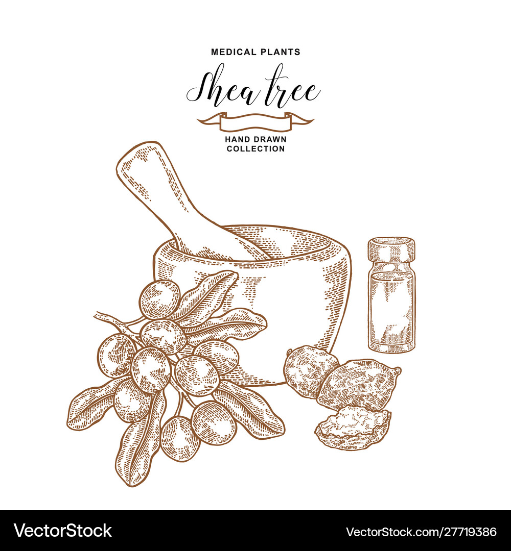 Shea tree branch with mortar and glass bottle Vector Image