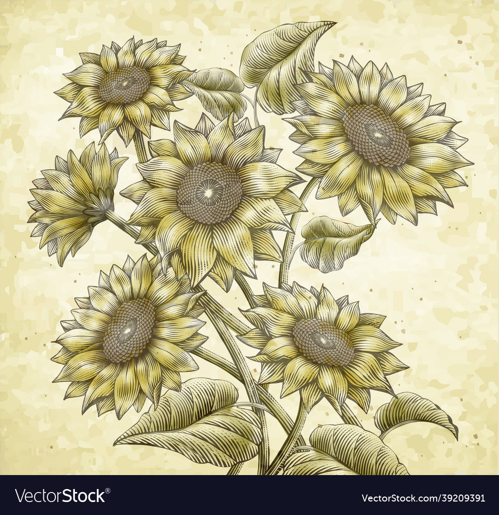 Retro sunflower elements Royalty Free Vector Image