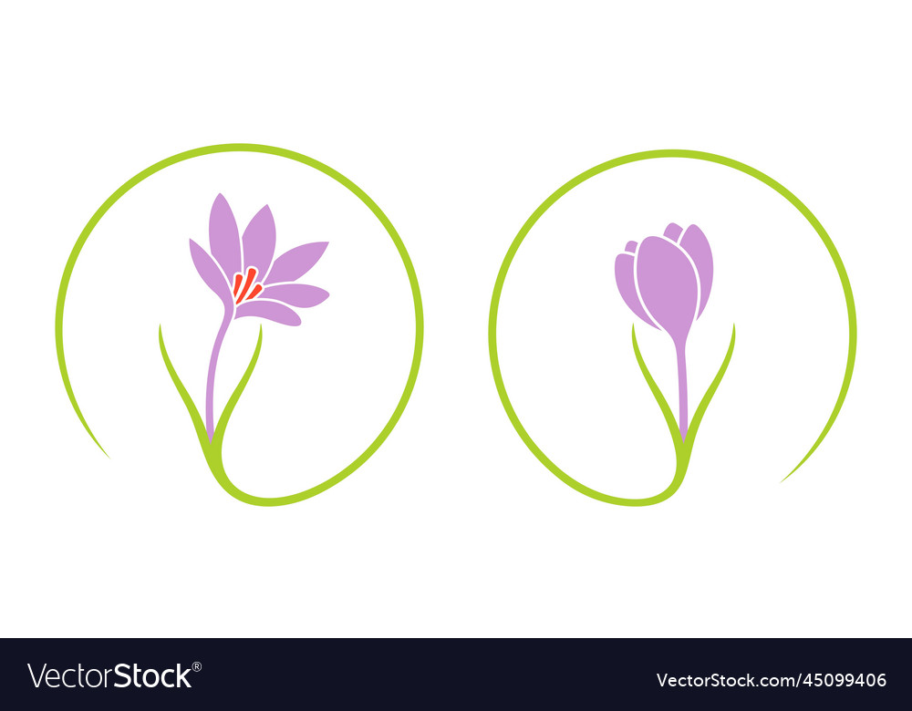 Saffron Royalty Free Vector Image - VectorStock