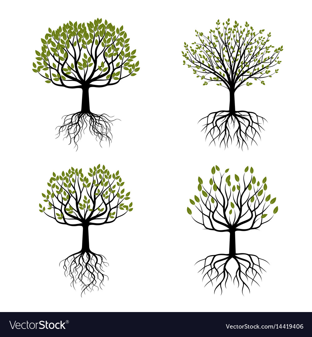 Set green tree with roots Royalty Free Vector Image