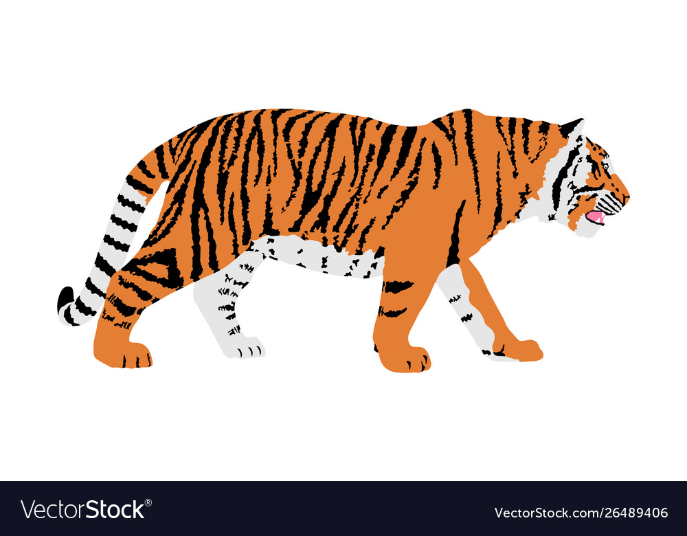 Tiger isolated on white background Royalty Free Vector Image