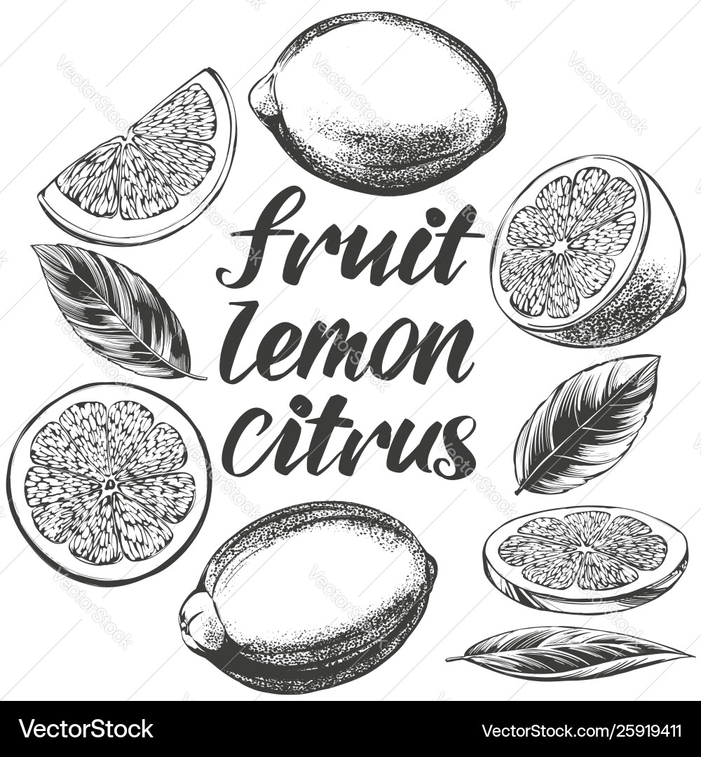 Fruit lemon citrus with leaves set isolated Vector Image