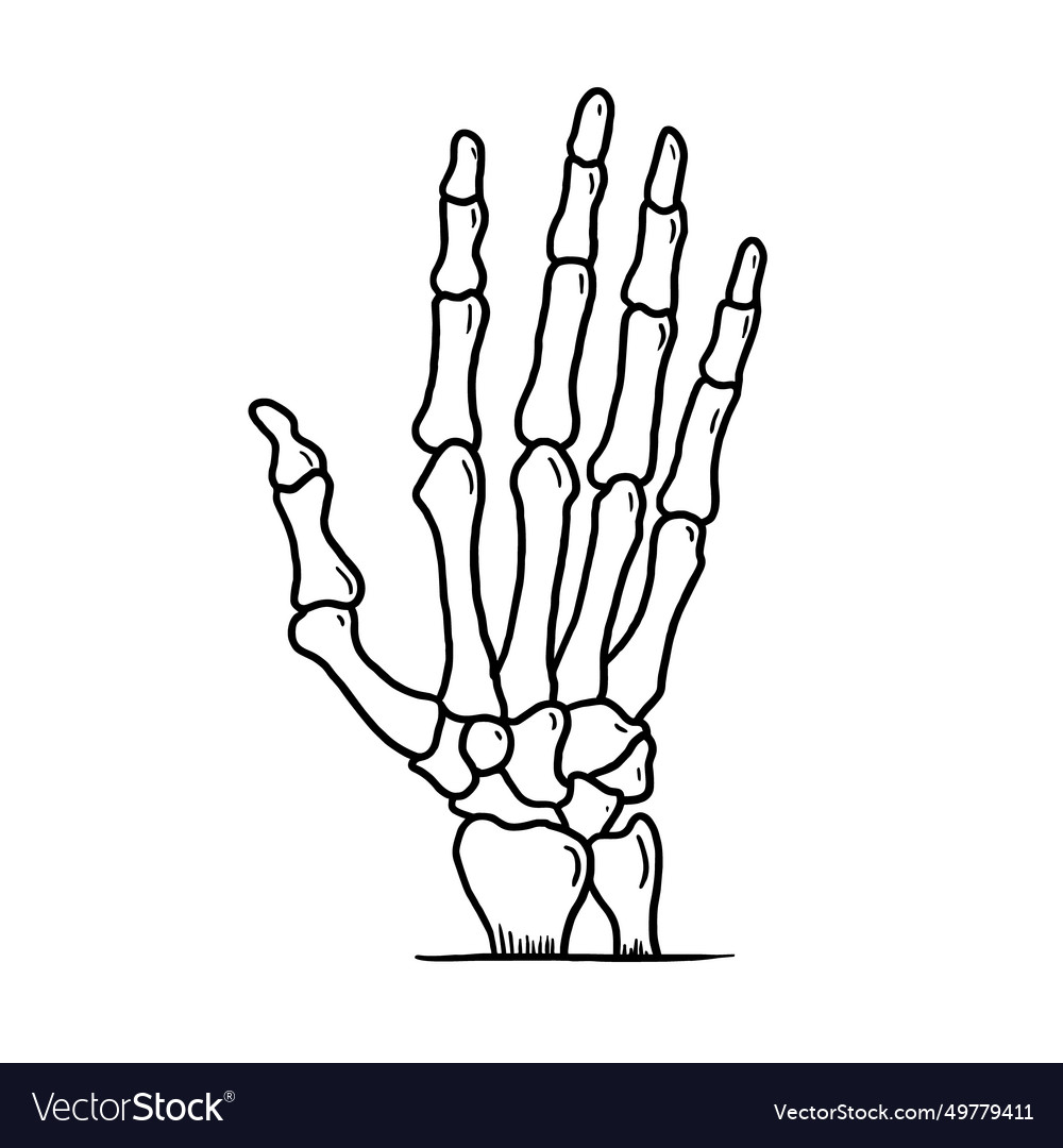Hand bone Royalty Free Vector Image - VectorStock