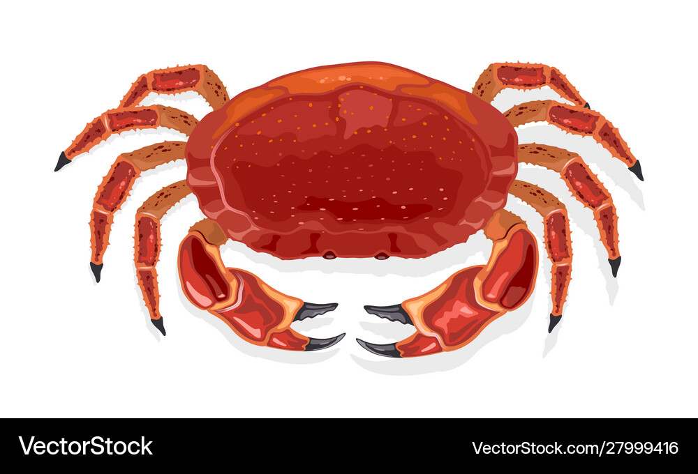 Cooked red crab partan prepared steamed Royalty Free Vector