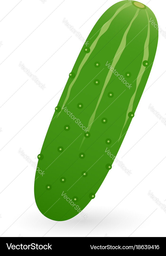 Cucumber isolated on white Royalty Free Vector Image