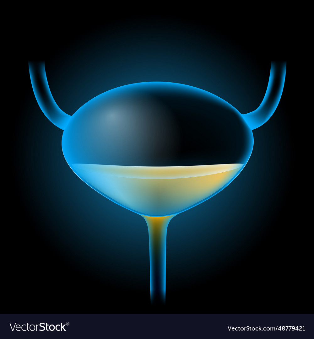 Bladder with urine Royalty Free Vector Image - VectorStock