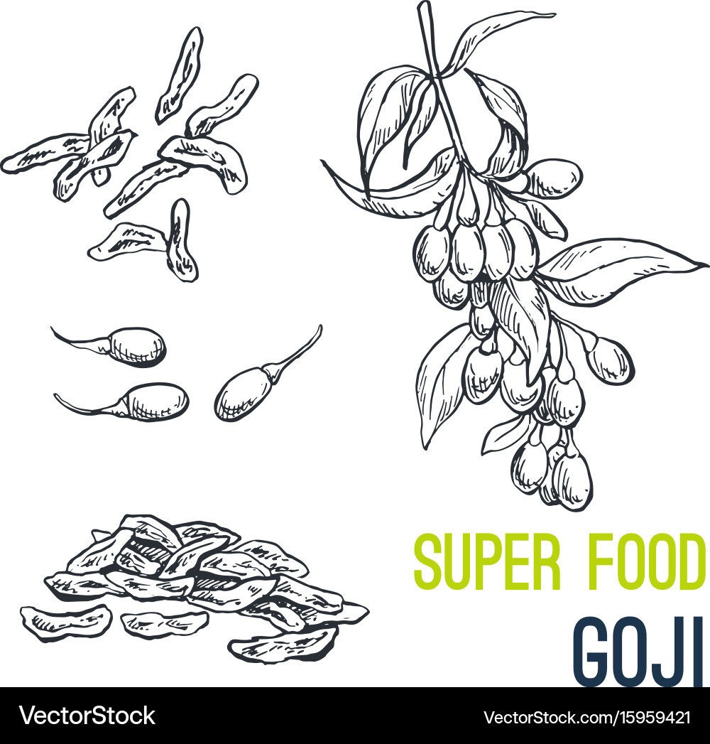 Goji super food hand drawn sketch Royalty Free Vector Image