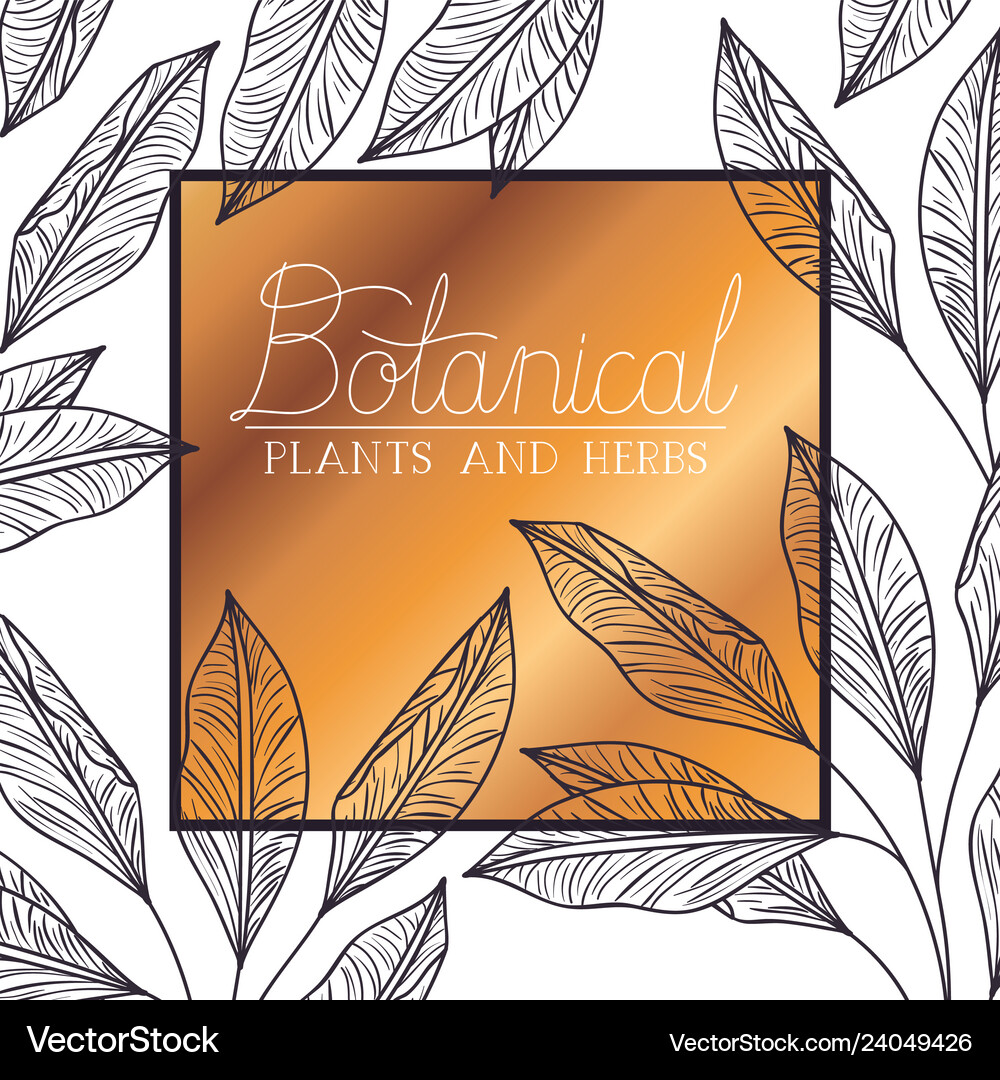 Botanical label with plants and herbs Royalty Free Vector