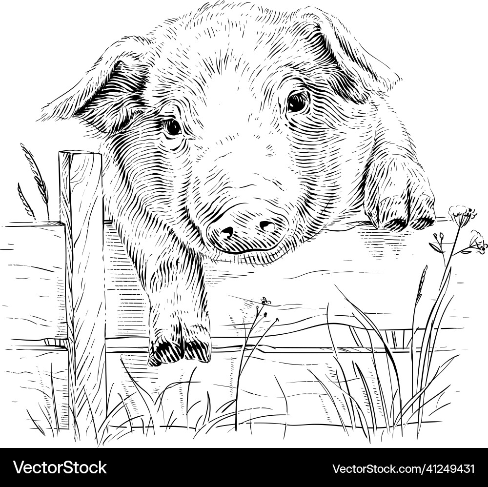Head piglet hand drawing sketch engraving Vector Image