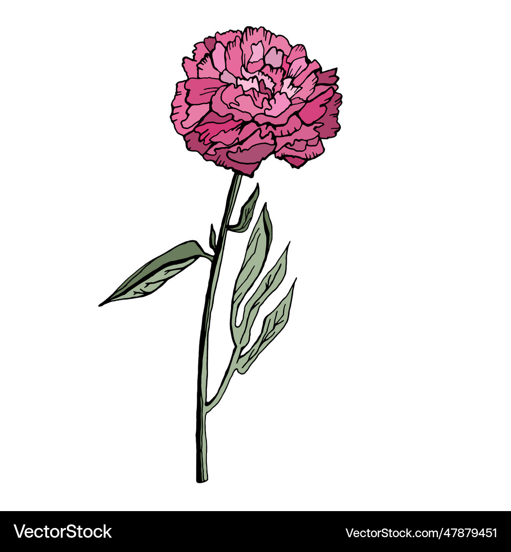 Pink peony botanical drawing flower hand drawn Vector Image