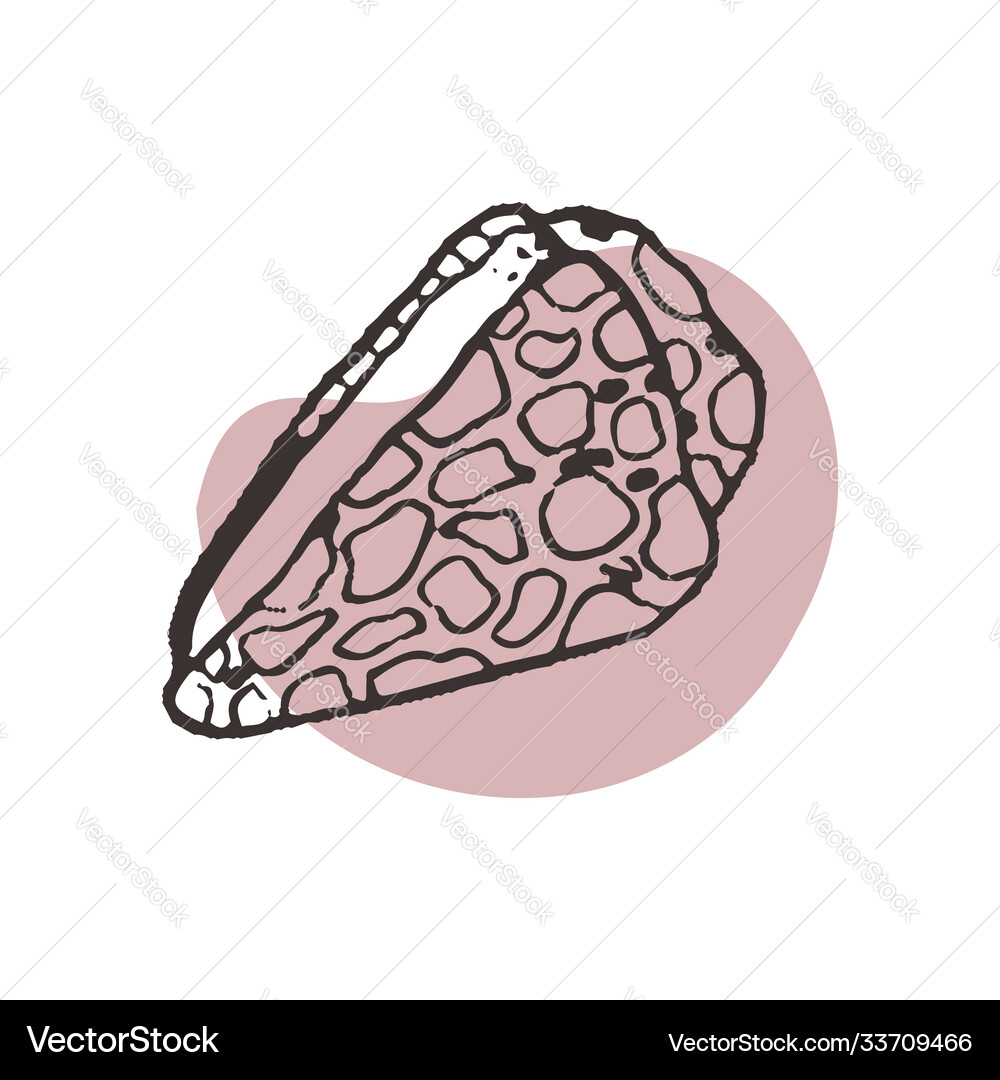 Seashell cone in sketch style tattoo Royalty Free Vector