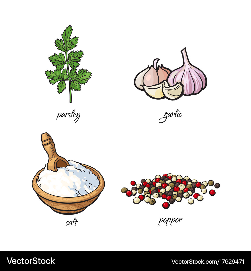 Flat sketch spices condiments herbs set Royalty Free Vector