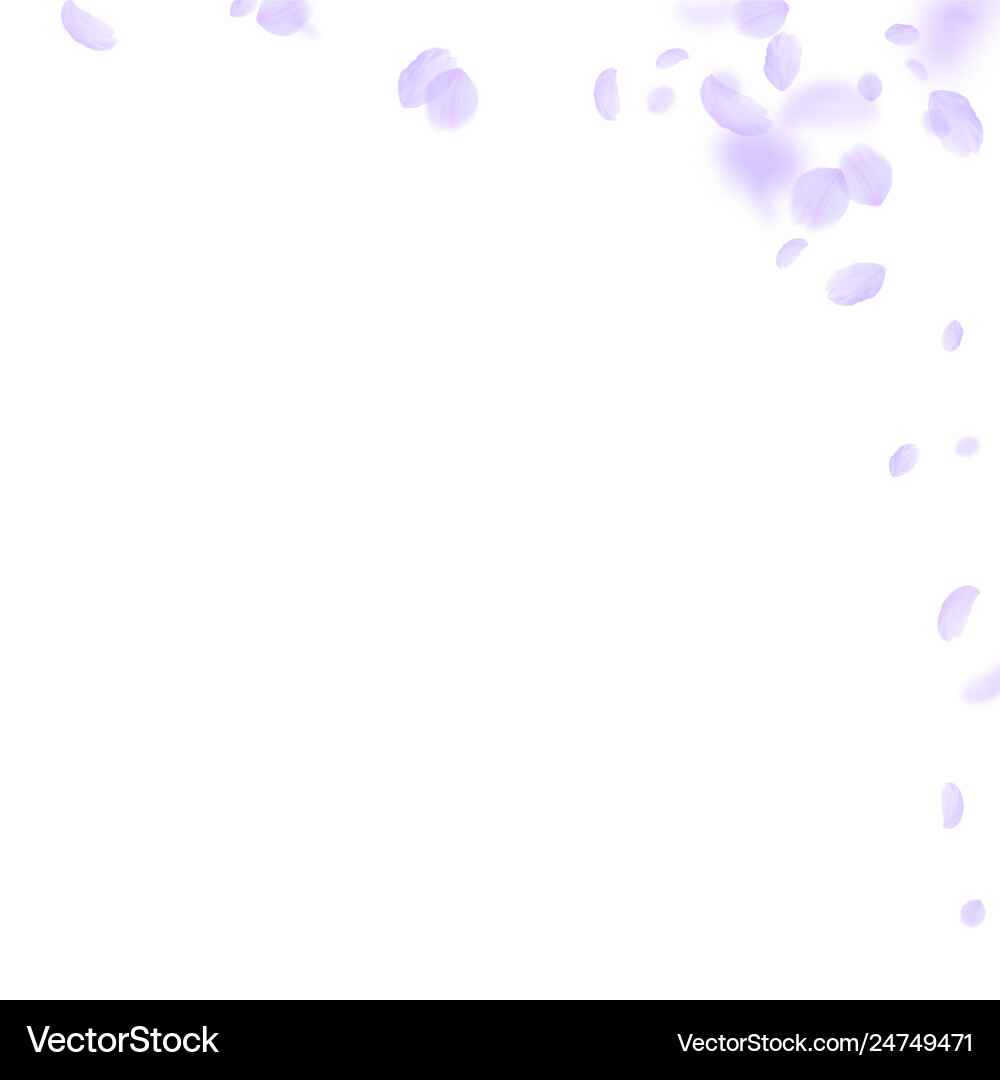 Violet flower petals falling down emotional roman Vector Image