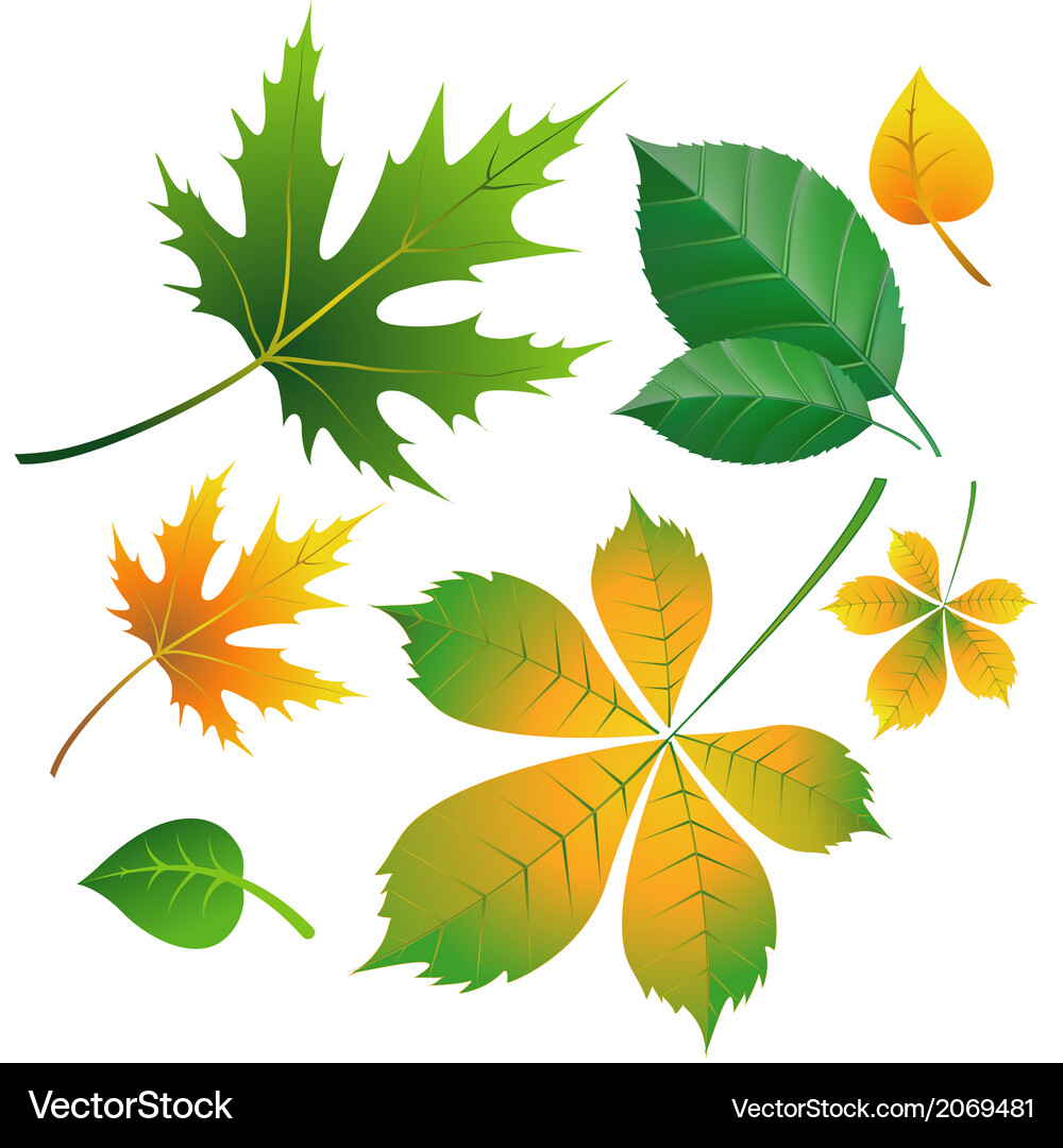 Set of leaves on white Royalty Free Vector Image
