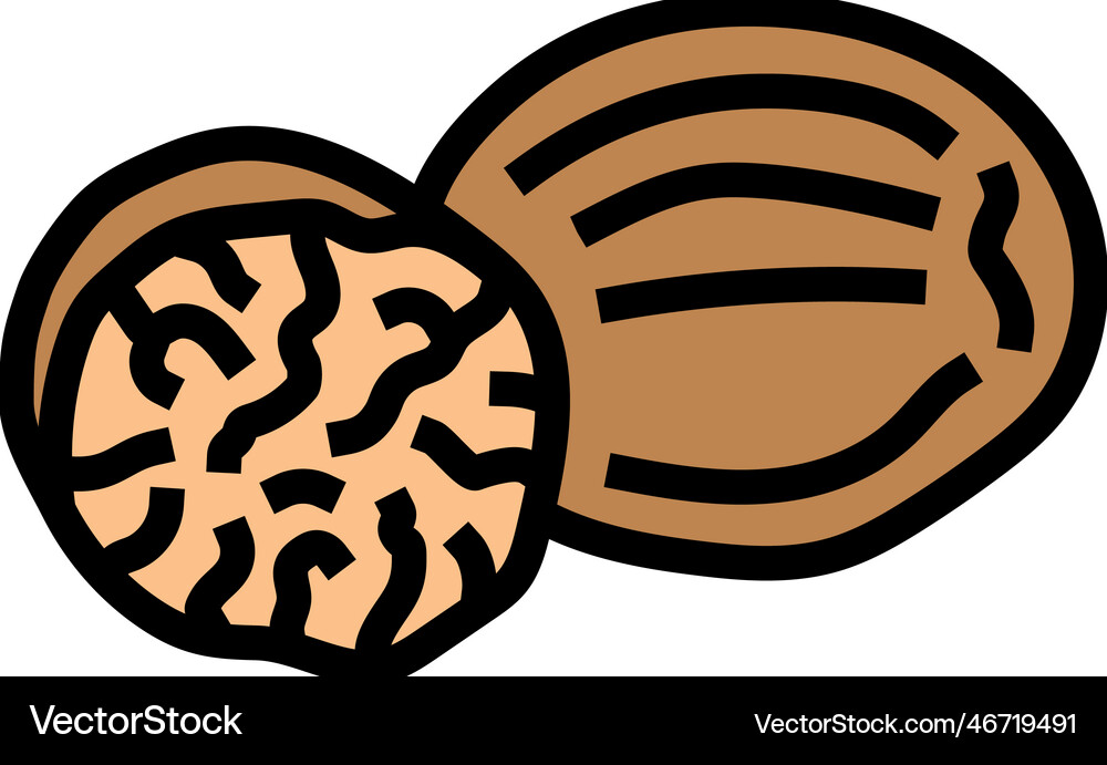 Nutmeg food herb color icon Royalty Free Vector Image