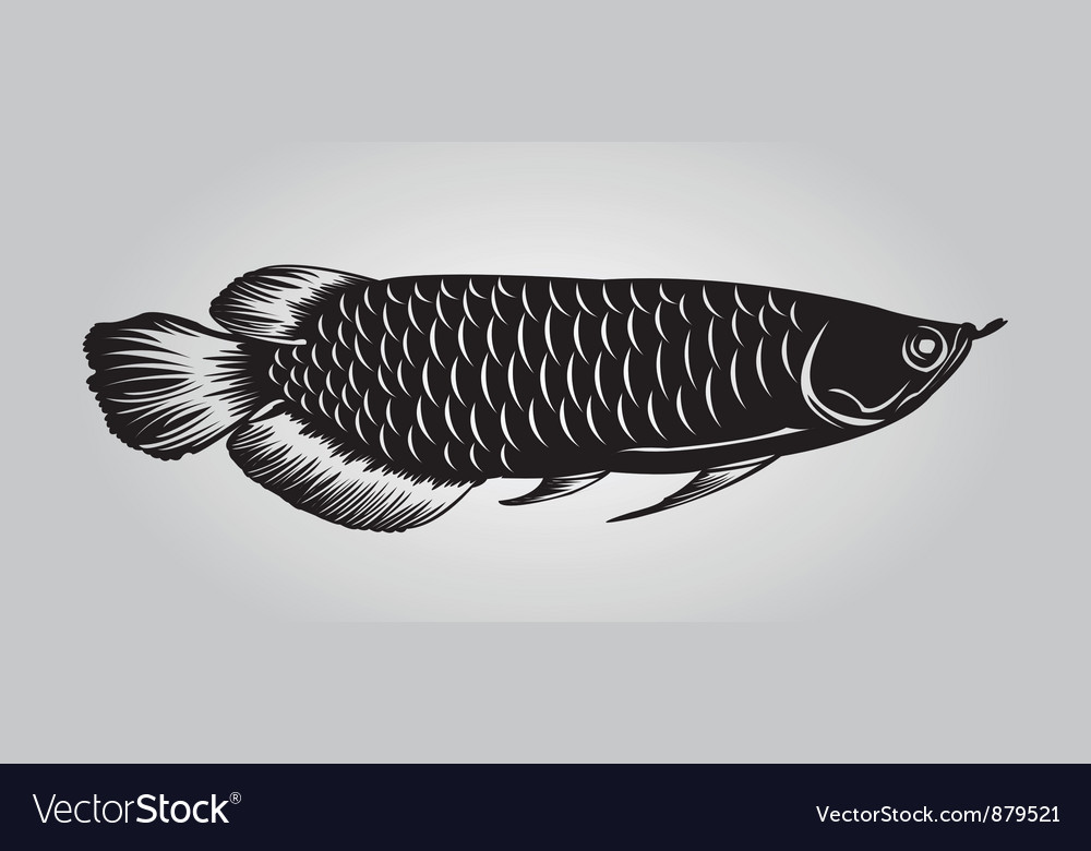 Arowana Royalty Free Vector Image - VectorStock