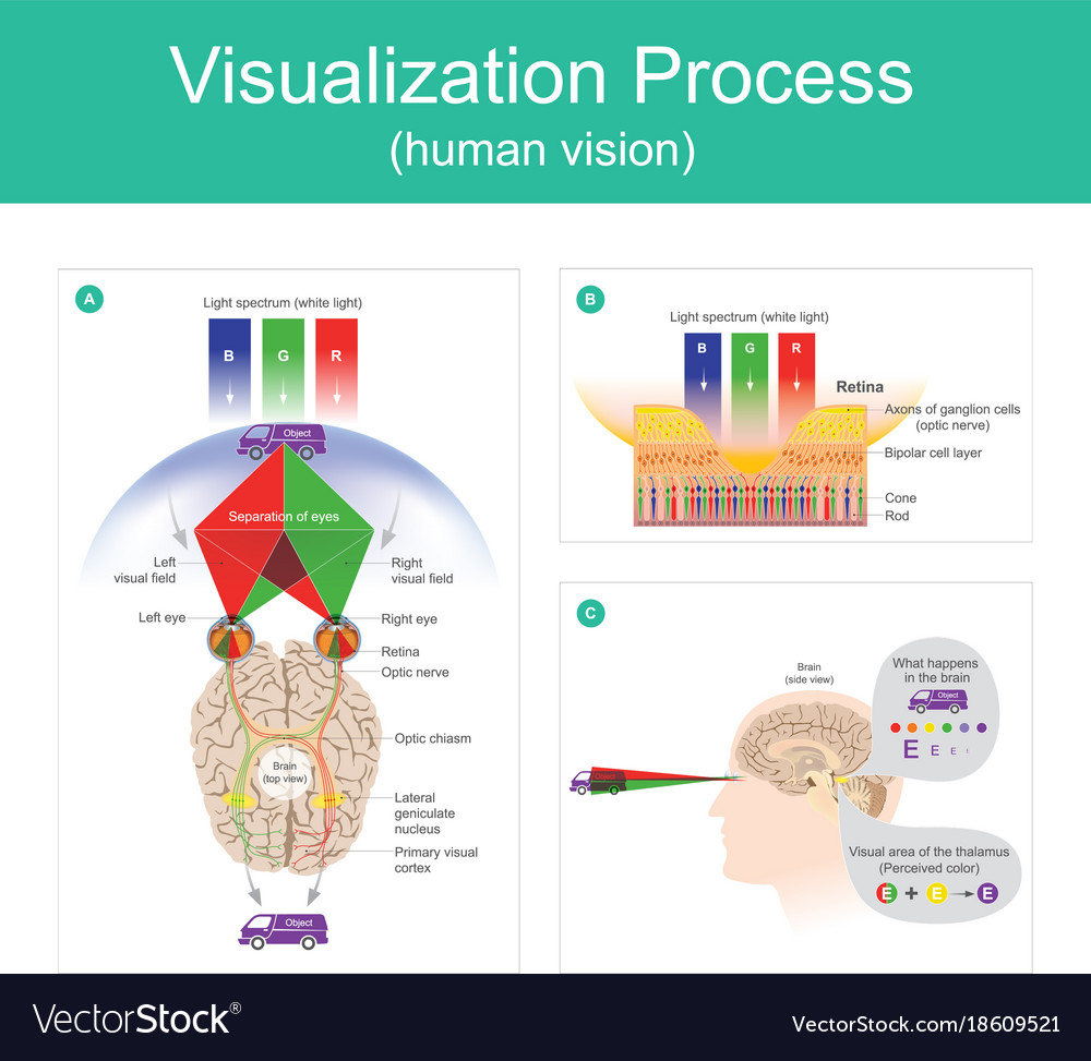 Human Vision Process - Light Spectrum Interpretati