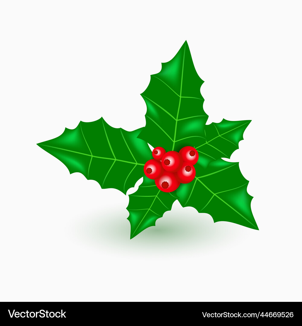 Holly leaves and berries Royalty Free Vector Image