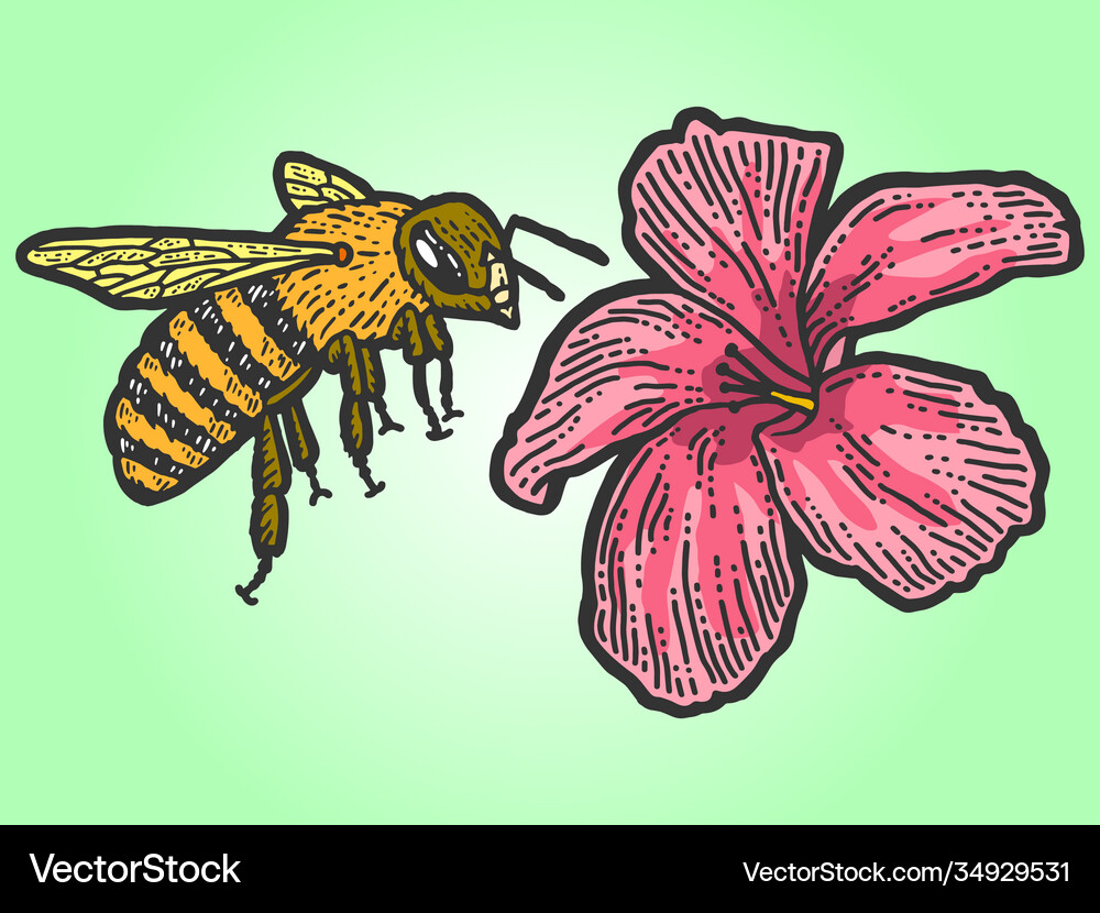 A bee flies to flower scratch board imitation Vector Image