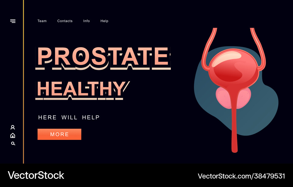Medical concept internal organ prostate Royalty Free Vector