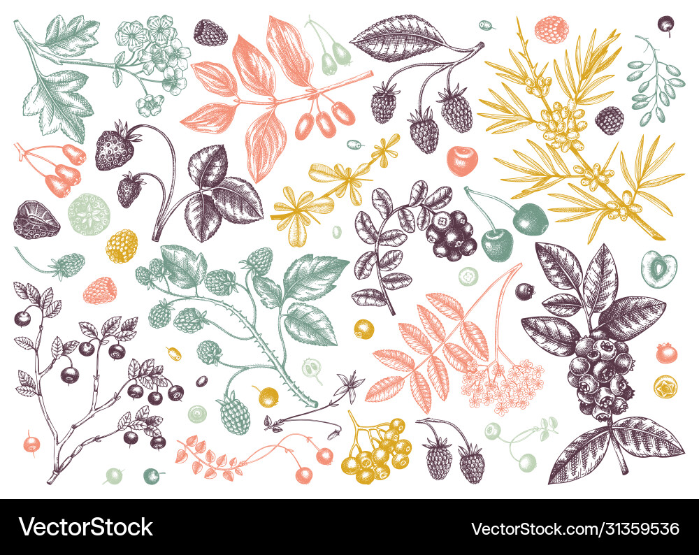 Hand drawn summer berries in color collection Vector Image