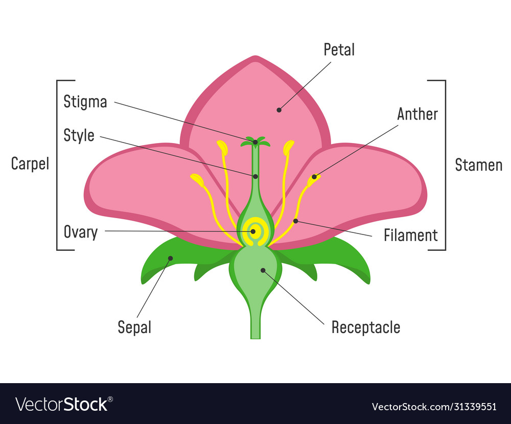 Flower Parts Diagram Plant Structure Biology Vector Image