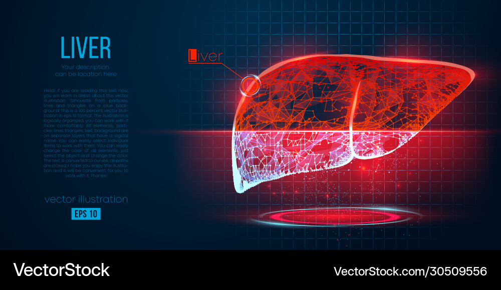 Abstract silhouette polygonal organ liver Vector Image