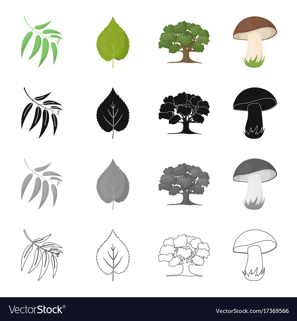 Branch with leaves leaf tree in the forest Vector Image