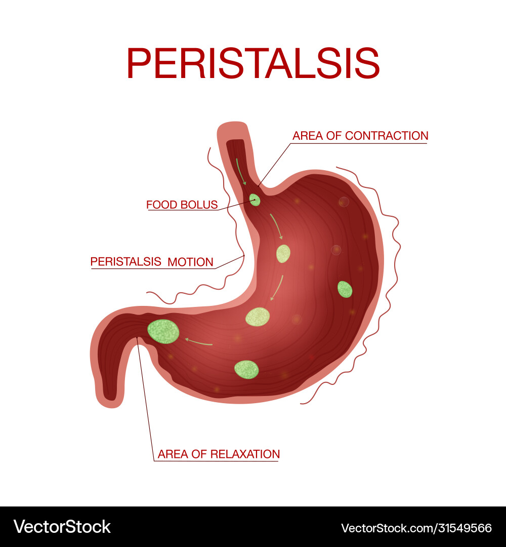 Digestion and peristalsis gastrointestinal Vector Image
