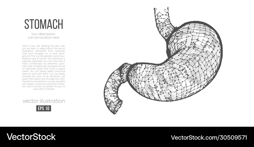Abstract silhouette polygonal organ stomach Vector Image