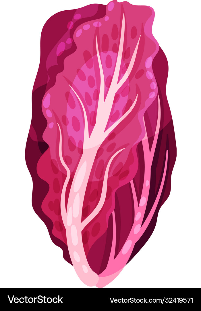Red kale or cow cabbage as raw salad ingredient Vector Image
