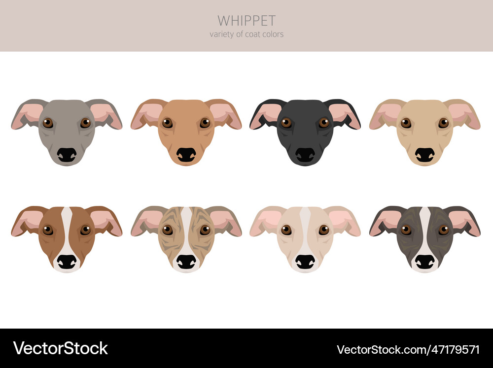 Whippet clipart different poses coat colors set Vector Image