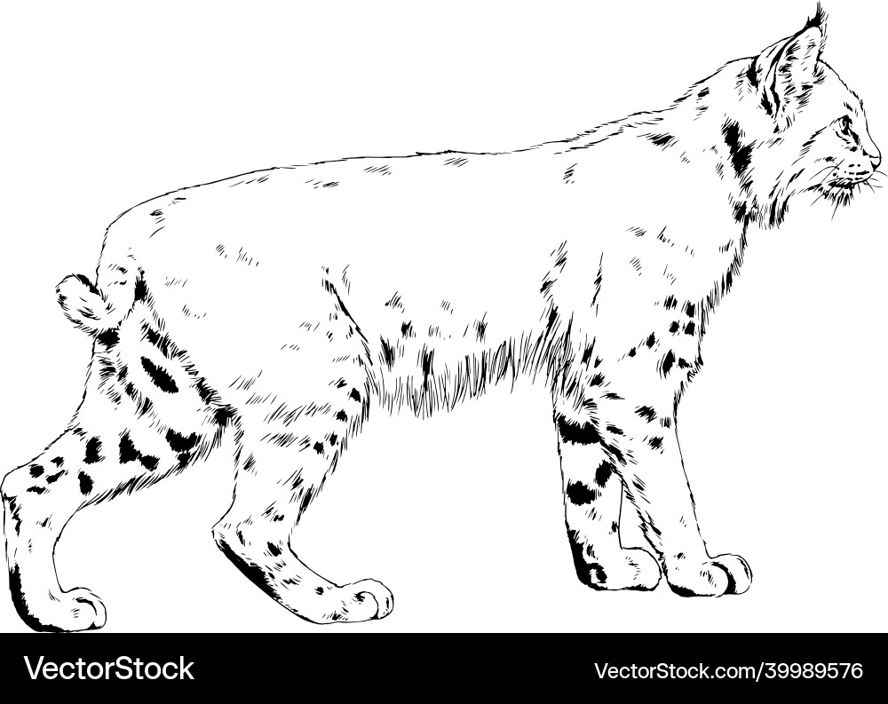 Grinning snout lynx with fangs hand-drawn Vector Image