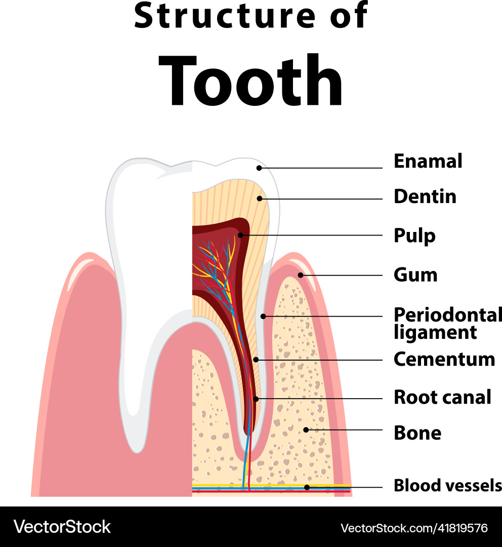 Infographic of human in structure tooth Royalty Free Vector