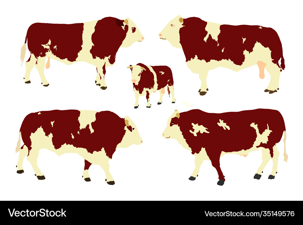 Standing adult bull isolated Royalty Free Vector Image