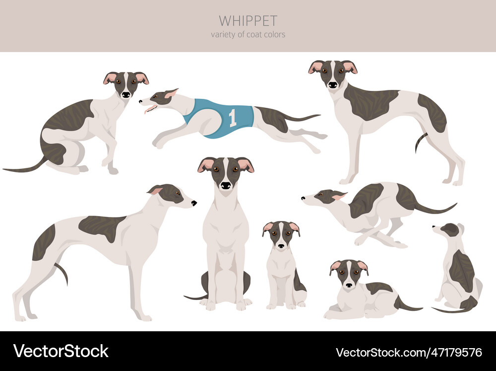 Whippet clipart different poses coat colors set Vector Image