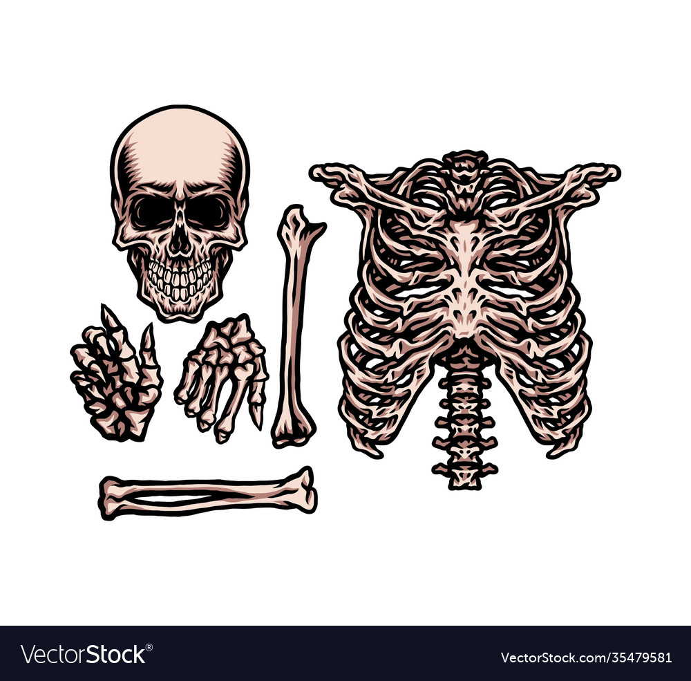 Human skeleton set Royalty Free Vector Image - VectorStock
