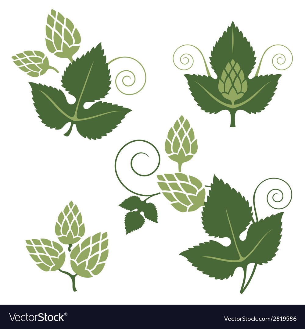 Hop design elements Royalty Free Vector Image - VectorStock