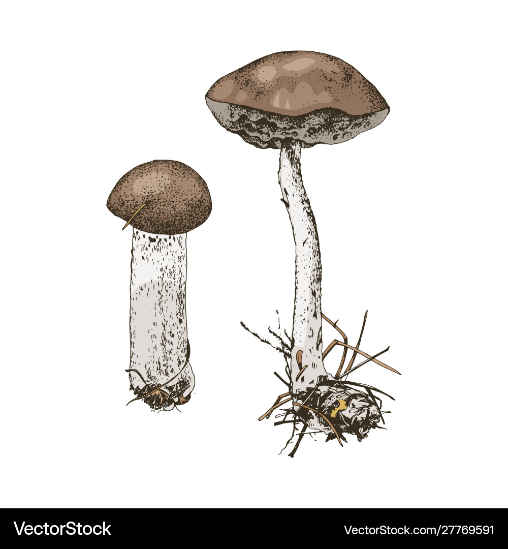 Hand drawn birch bolete mushroom Royalty Free Vector Image
