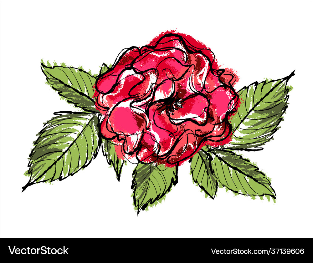 Beautiful rose flower isolated on white Royalty Free Vector