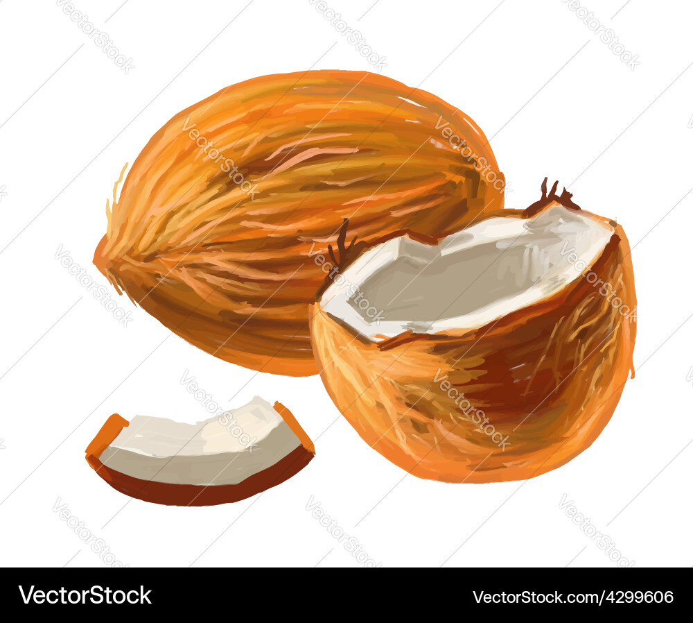 Picture of coconut Royalty Free Vector Image - VectorStock