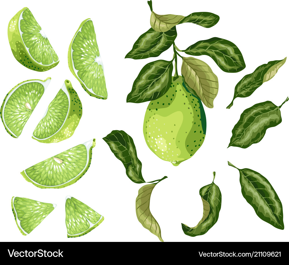 Lime parts set with fruit on the branch Royalty Free Vector
