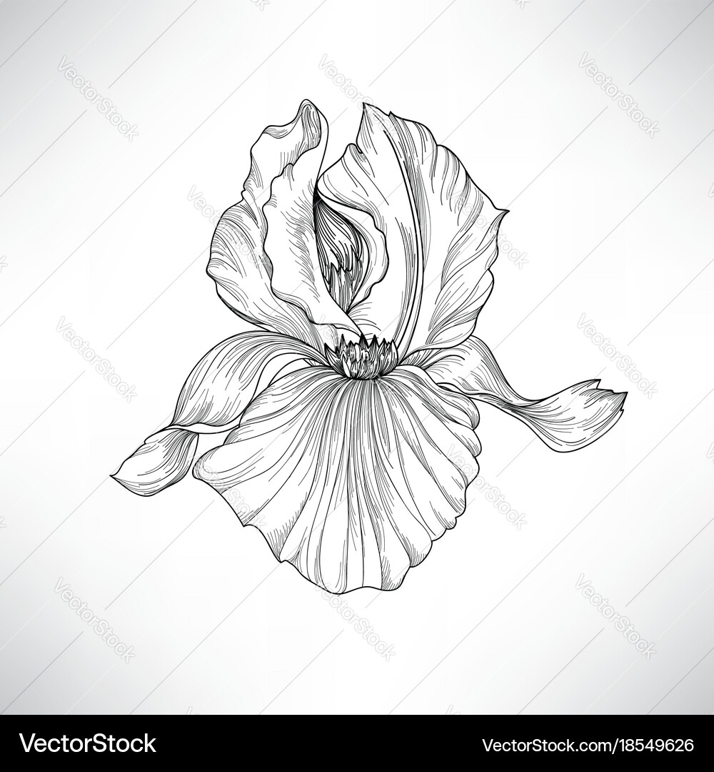 Flower isolated floral engraving set Royalty Free Vector