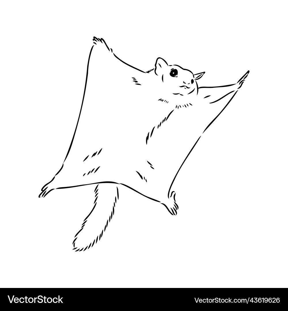How To Draw A Flying Squirrel