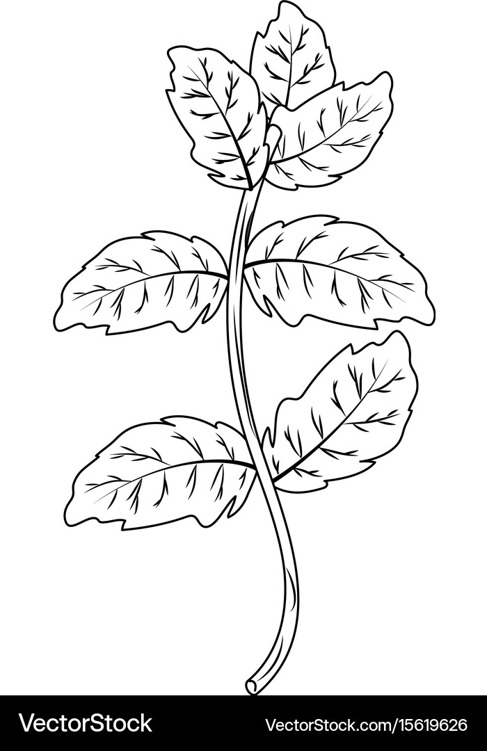 Line peppermint plant ingredient to condiment Vector Image